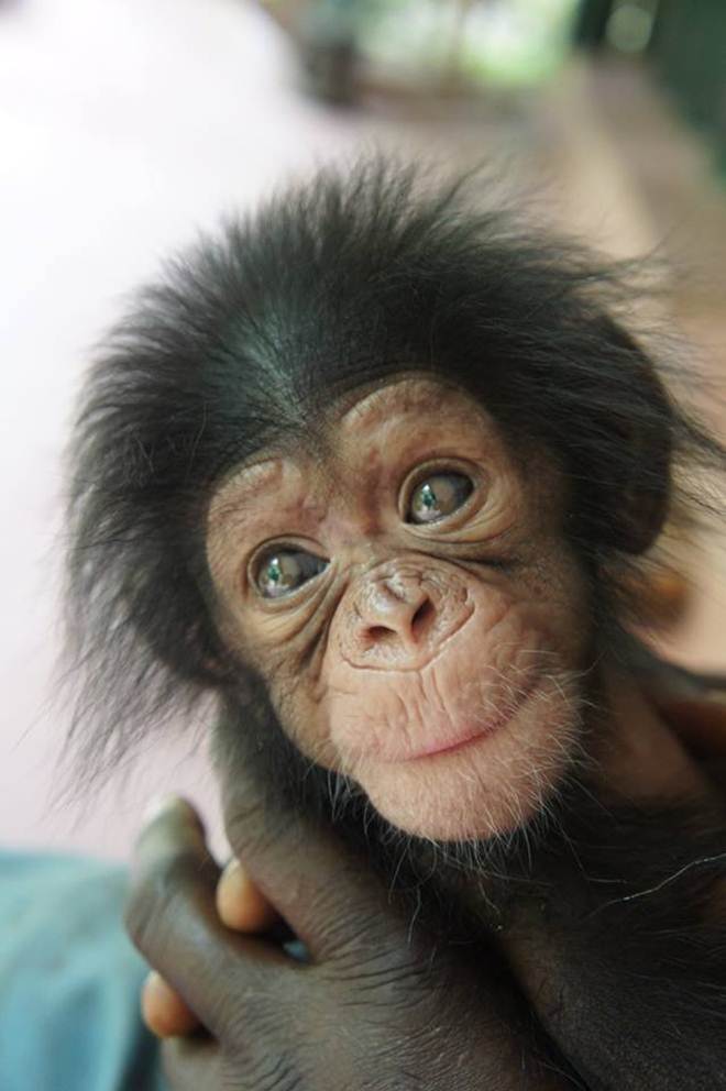 Baby Chimp Makes New Friends While He Waits To Reunite With Mom - GAP ...
