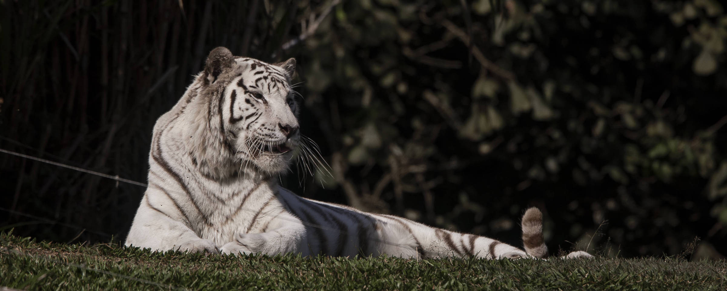 Zoológico de São Paulo reabre com 'quarentena eterna' de bichos ...