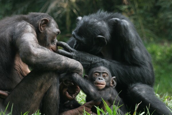 Bonobo - Projeto GAP