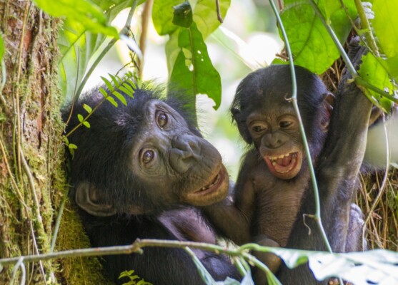 Bonobo - GAP Project