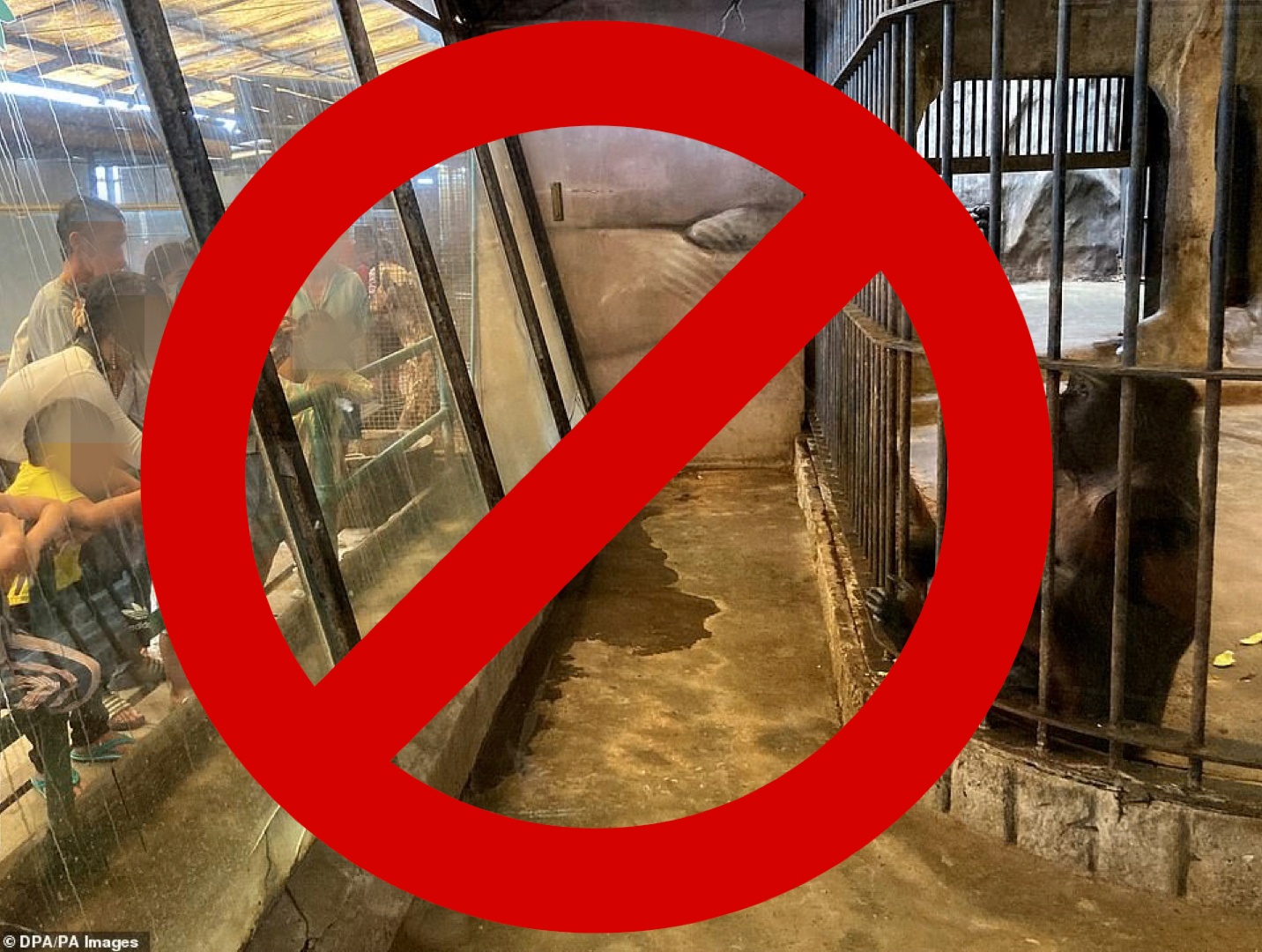 Gorilla Bua Noi, one of the saddest of the world. Help spread the word ...