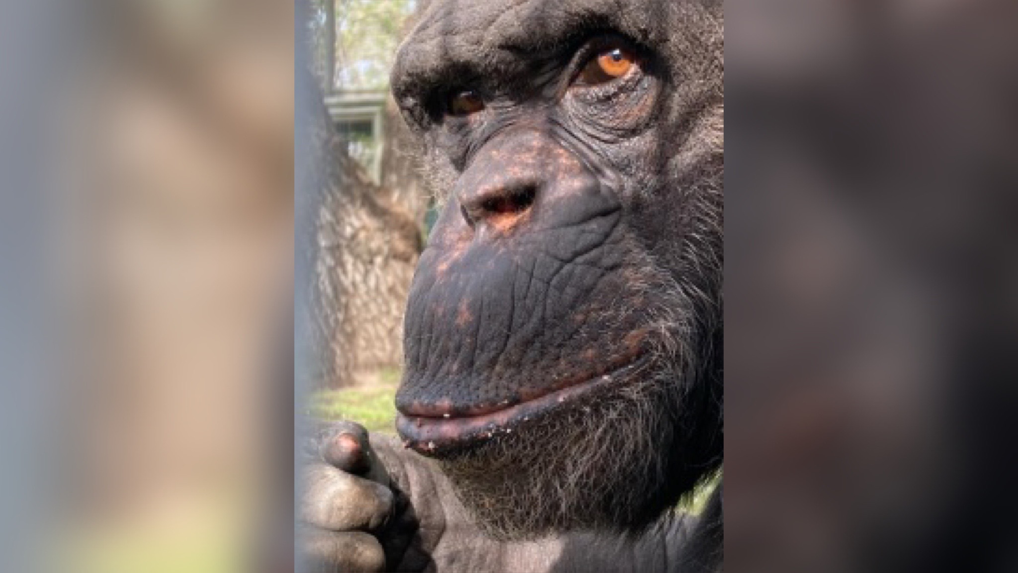 Argentina: chimpanzee Toti's case updated - GAP Project