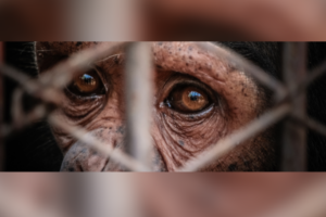 Hundreds of zoos and aquariums accused of mistreating animals - GAP Project