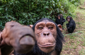 A new study reveals that zoos are not educational for children - GAP ...