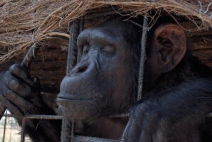 Bonobos are the only primates, including humans, that don't kill others ...
