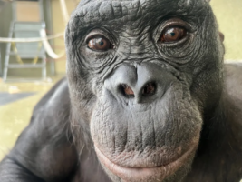 Renowned scientist claims a 'humanzee' was born in an American lab ...