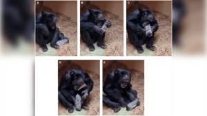 Renowned scientist claims a 'humanzee' was born in an American lab ...
